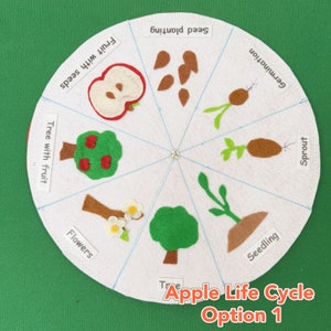 Life Cycle of Apple Felt Set/pumpkin Life Cycle Flannel Board/cognitive ...