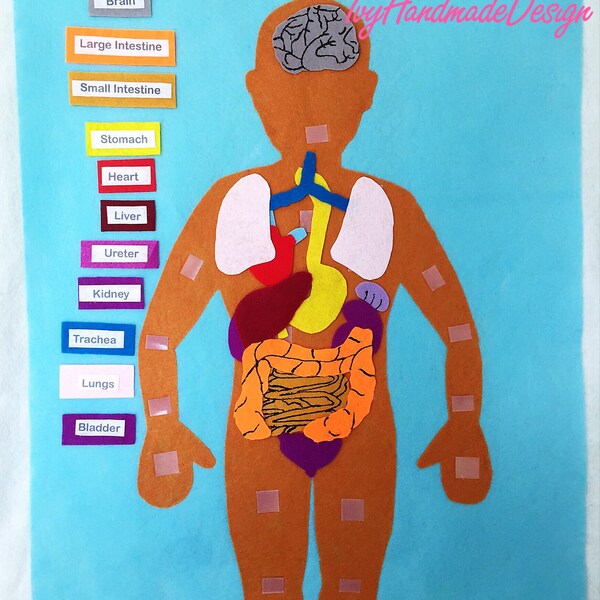 Human Body Felt - Etsy