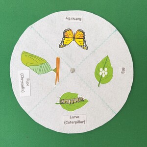 Life Cycle of Frog Felt Wheel Circle/chicken/ladybug/butterfly Life ...