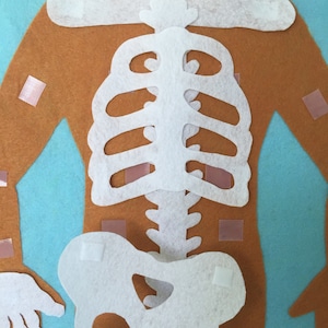 Anatomy/skeleton/organ Felt With Labels/flannel Board/my Body/science ...