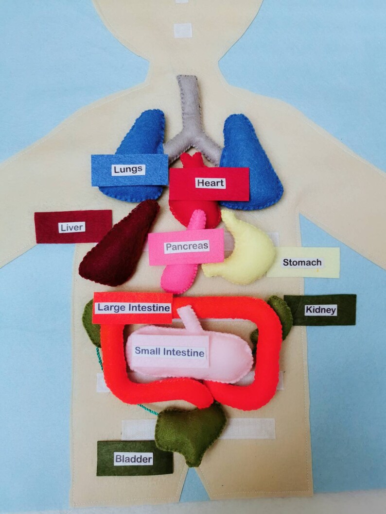 Anatomy Body Felt Play Mat/feeling Face/emotion/organ | Etsy