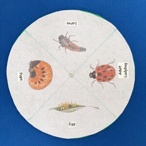 Life Cycle of Frog Felt Wheel Circle/chicken/ladybug/butterfly Life ...