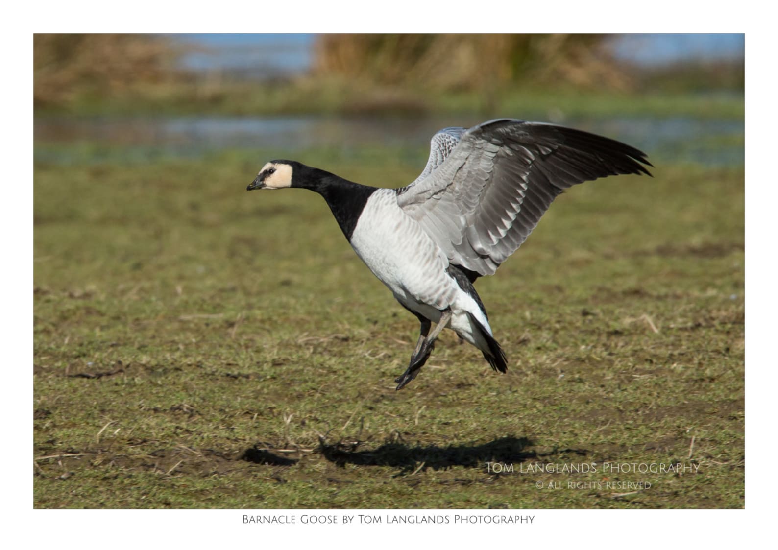 Barnacle Goose in Flight - Fine Art Wildlife Photograph - Etsy