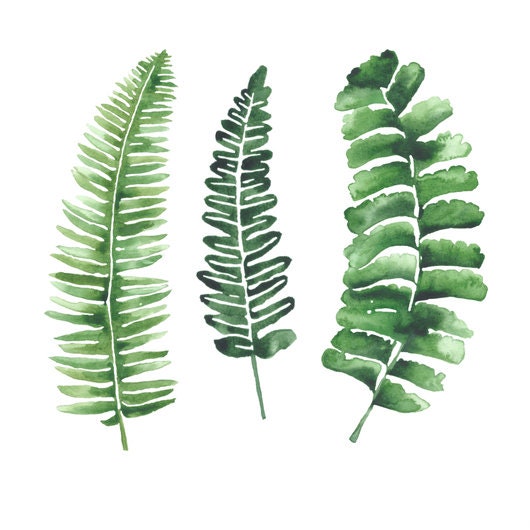 Fern Leaves Watercolor Clip Art Digital Graphics 600dpi Png Maidenhair ...