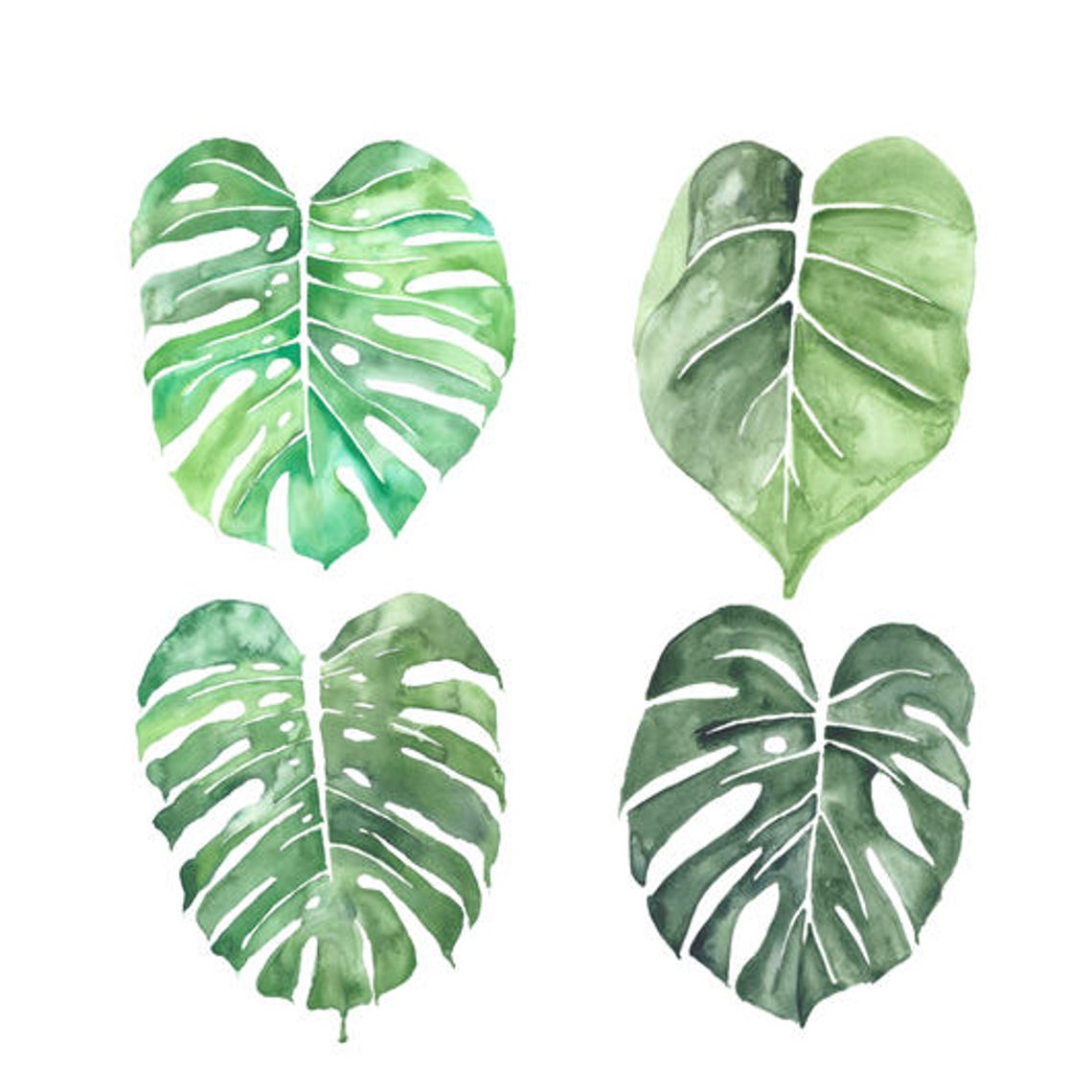 Monstera Leaves Watercolor Clip Art Digital Graphics 600dpi Png ...