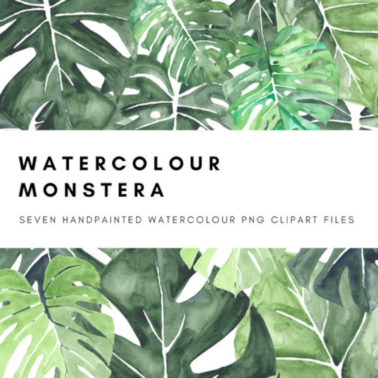 Monstera Leaves Watercolor Clip Art Digital Graphics 600dpi Png ...