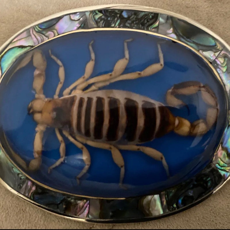 Seashell Belt - Etsy