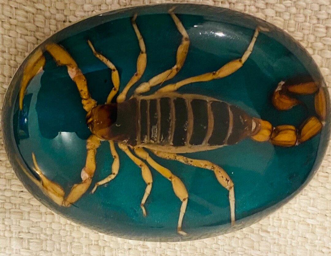 Vintage Mexico Silver Alpaca Belt Buckle W/ Genuine Scorpion - Etsy