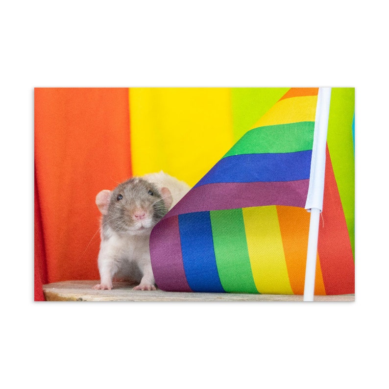 Pet Rat Postcards LGBTQ Pride | Etsy