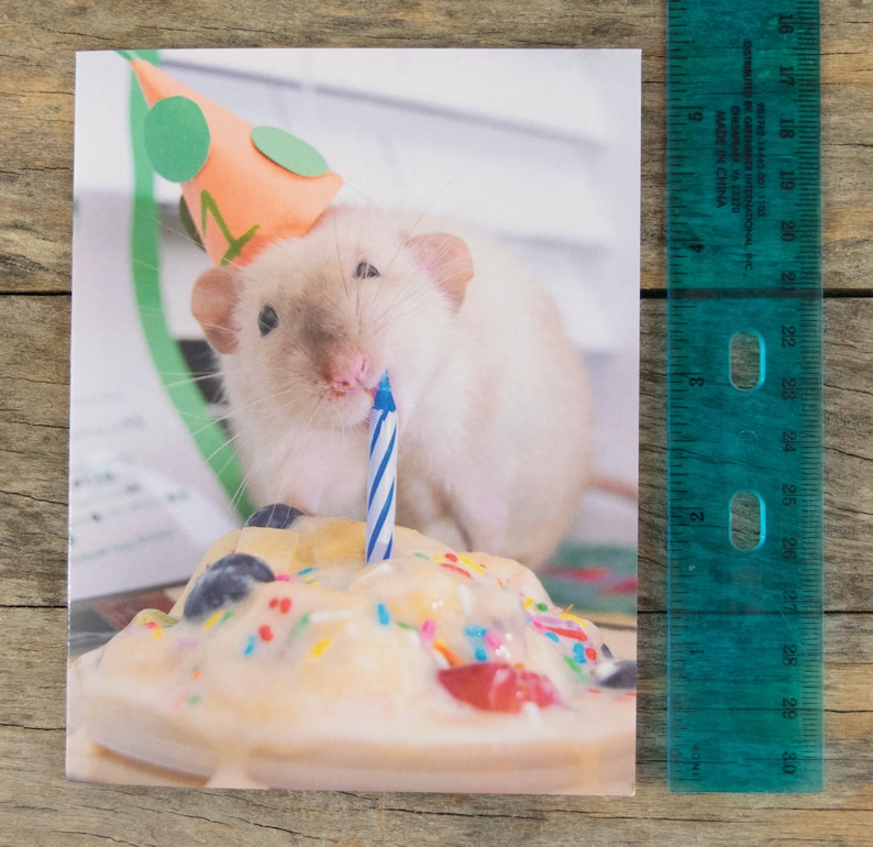 Cute Rat Birthday Card - "happy Birthday - Time to Dig In!" - Etsy