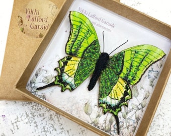 Real Rare Kaiser-i-hind Swallowtail Butterfly Framed Taxidermy ...