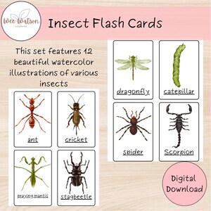 Insect Flash Cards Printable Digital Download | Bug Learning Cards for ...