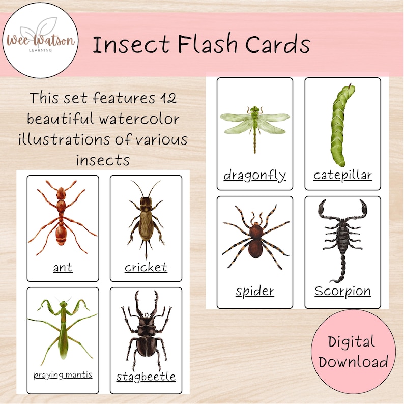 Insect Flash Cards: Watercolor Bug Learning for Toddlers (digital ...