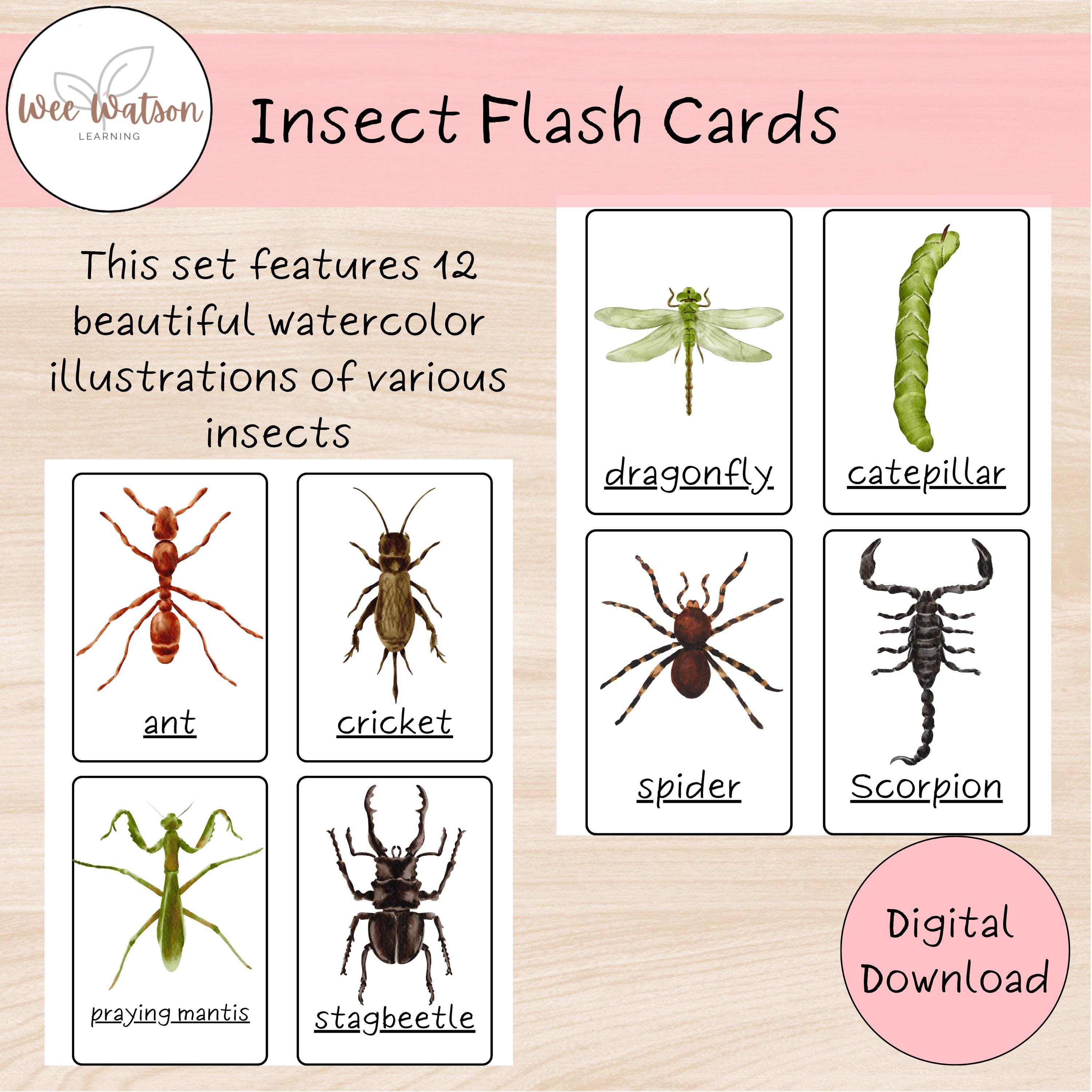 Insect Flash Cards: Watercolor Bug Learning for Toddlers (digital ...