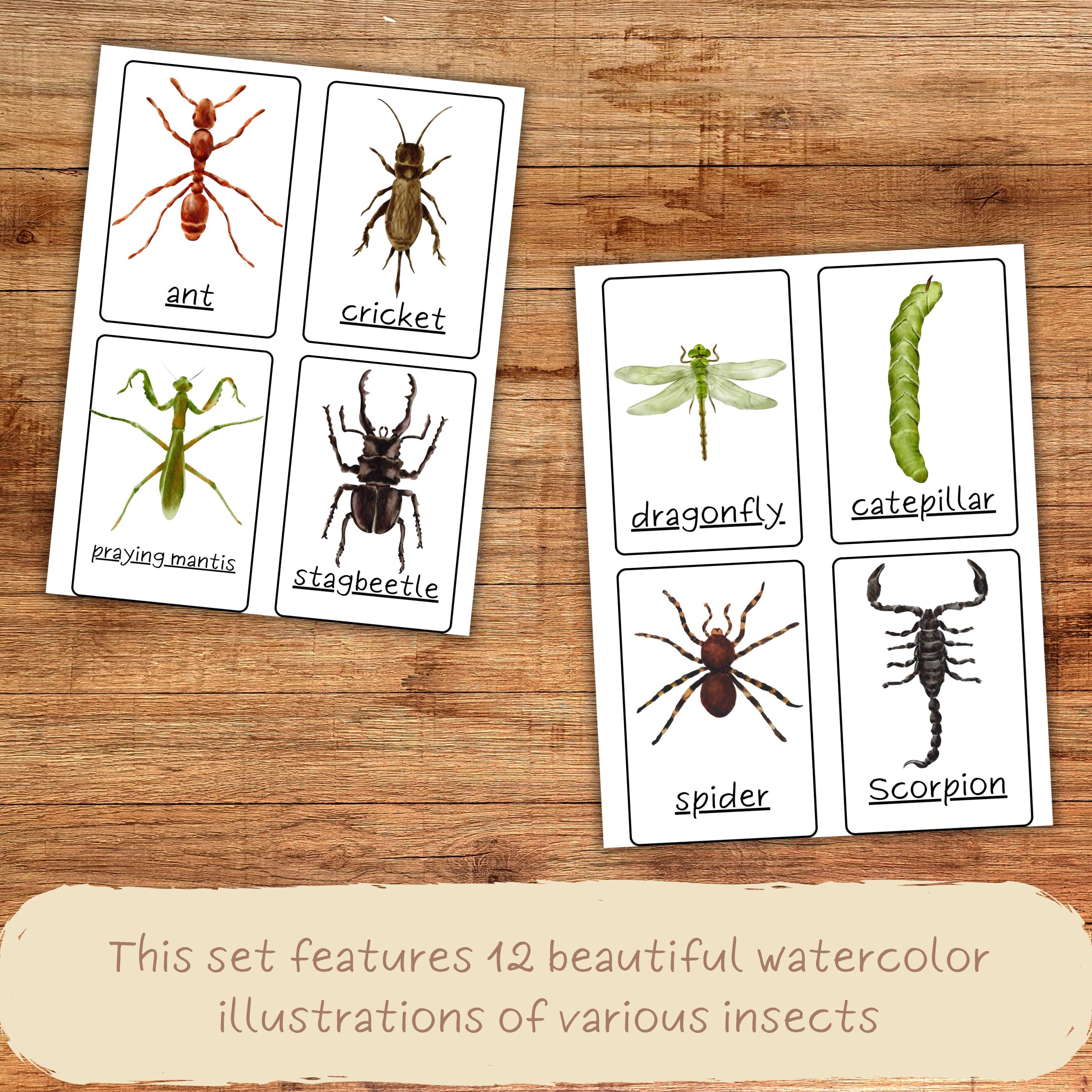 Insect Flash Cards: Watercolor Bug Learning for Toddlers (digital ...