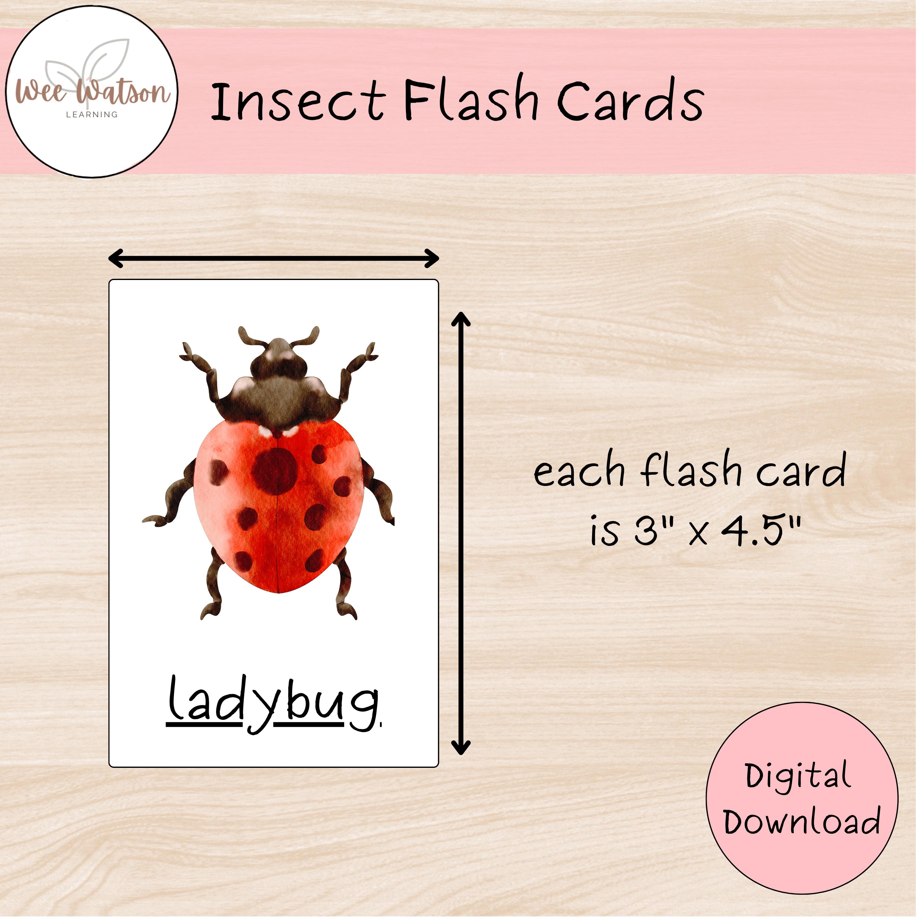Insect Flash Cards: Watercolor Bug Learning for Toddlers (digital ...