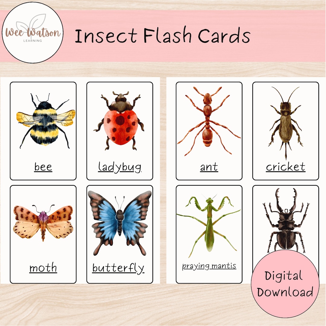 Insect Flash Cards: Watercolor Bug Learning for Toddlers (digital ...