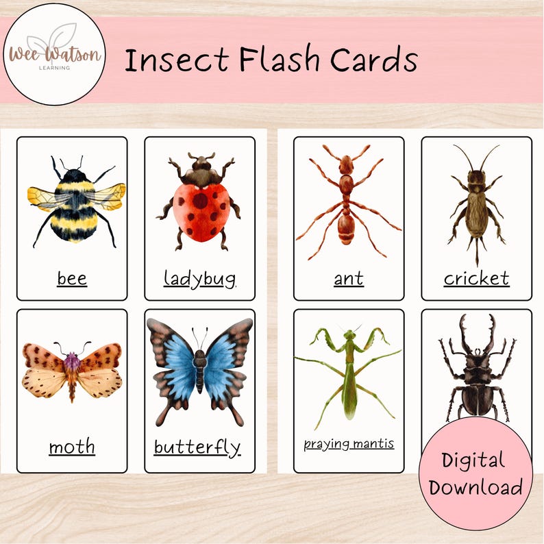 Insect Flash Cards Printable Digital Download | Bug Learning Cards for ...