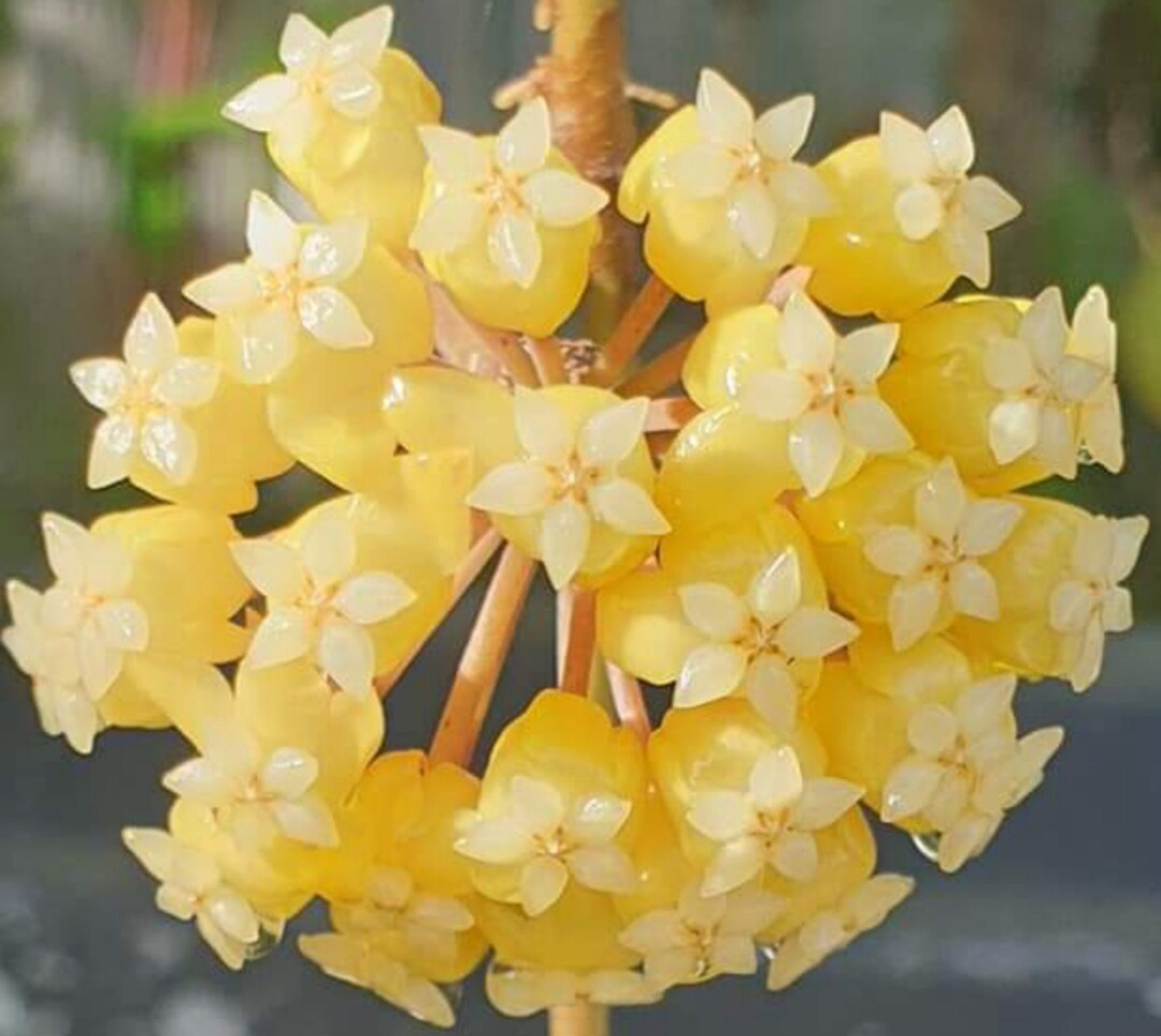 Rare Hoya Golden Eye in 4" Pot | Free Phytosanitary Certificate ...