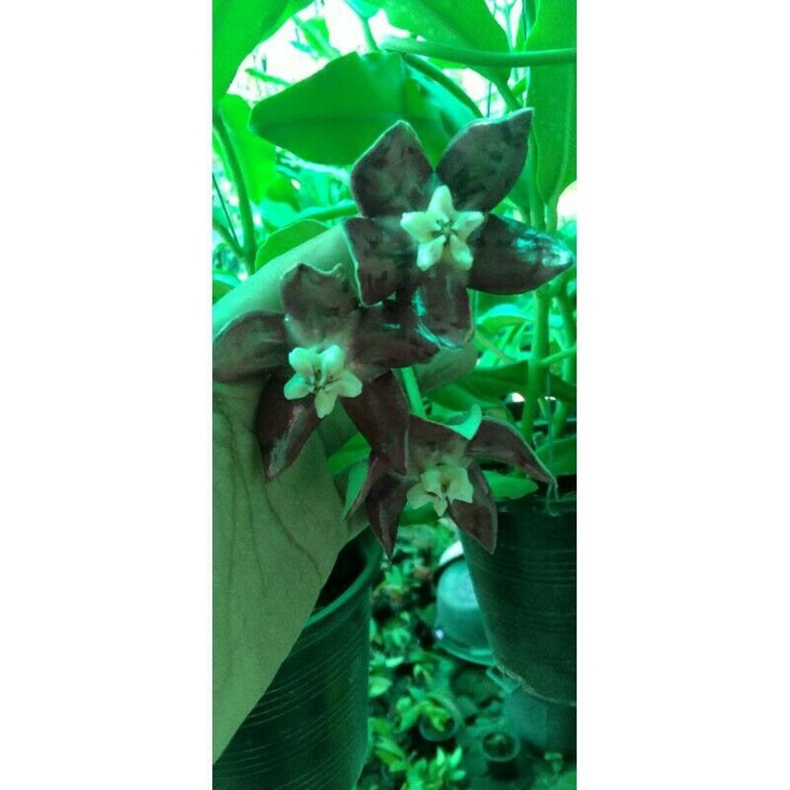 Imperialis Red hoya / Phyto Cer random - Etsy