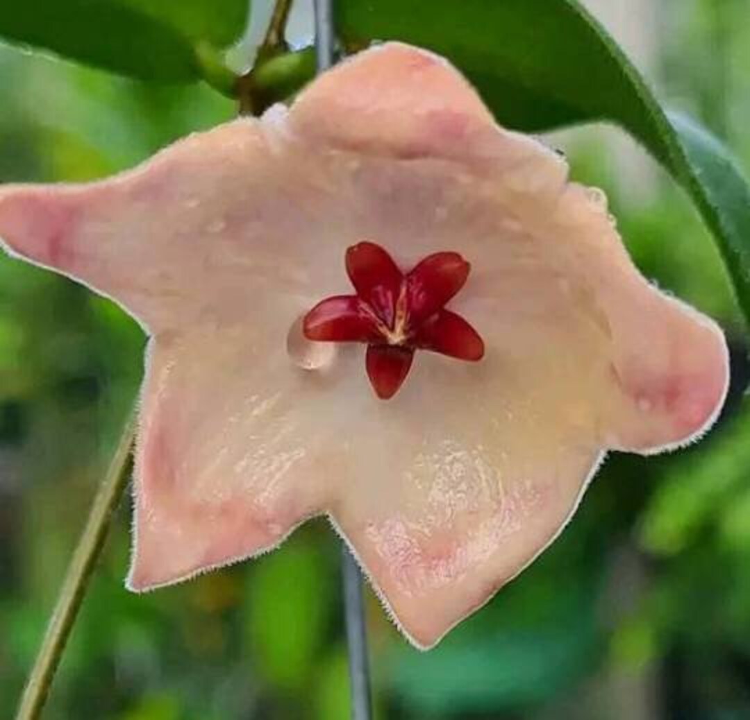 Patella Pink hoya / Phyto Cer. random - Etsy