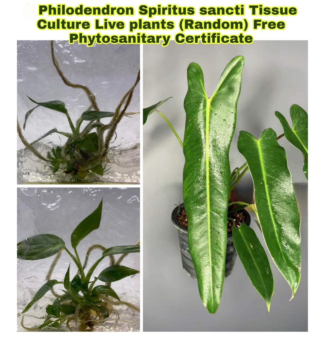 Spiritus Sancti Tissue Culture 1 PLANT With Phytosanitary Certificate ...