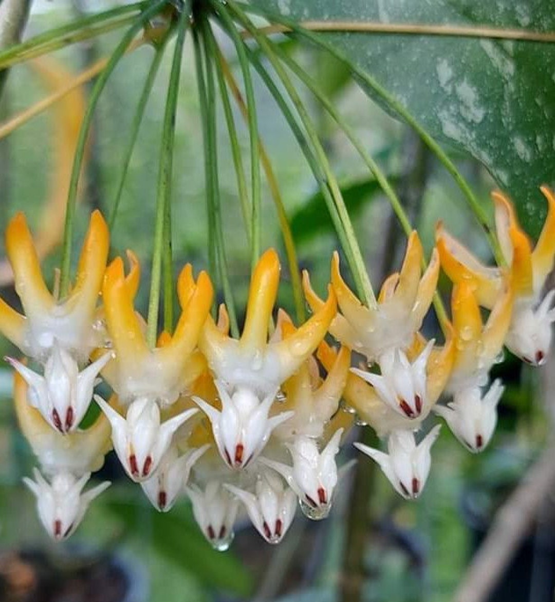 Rare Hoya Multiflora in 4" Pot | Free Phytosanitary Certificate | Star ...