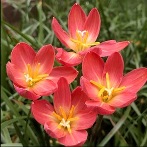 Zephyranthes Bulbs 8-10/pack, Mixed Varieties, Free Phytosanitary ...