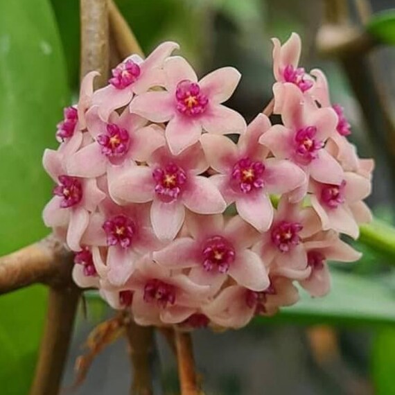 Hanhiae Pink hoya / Phyto Cer. random - Etsy