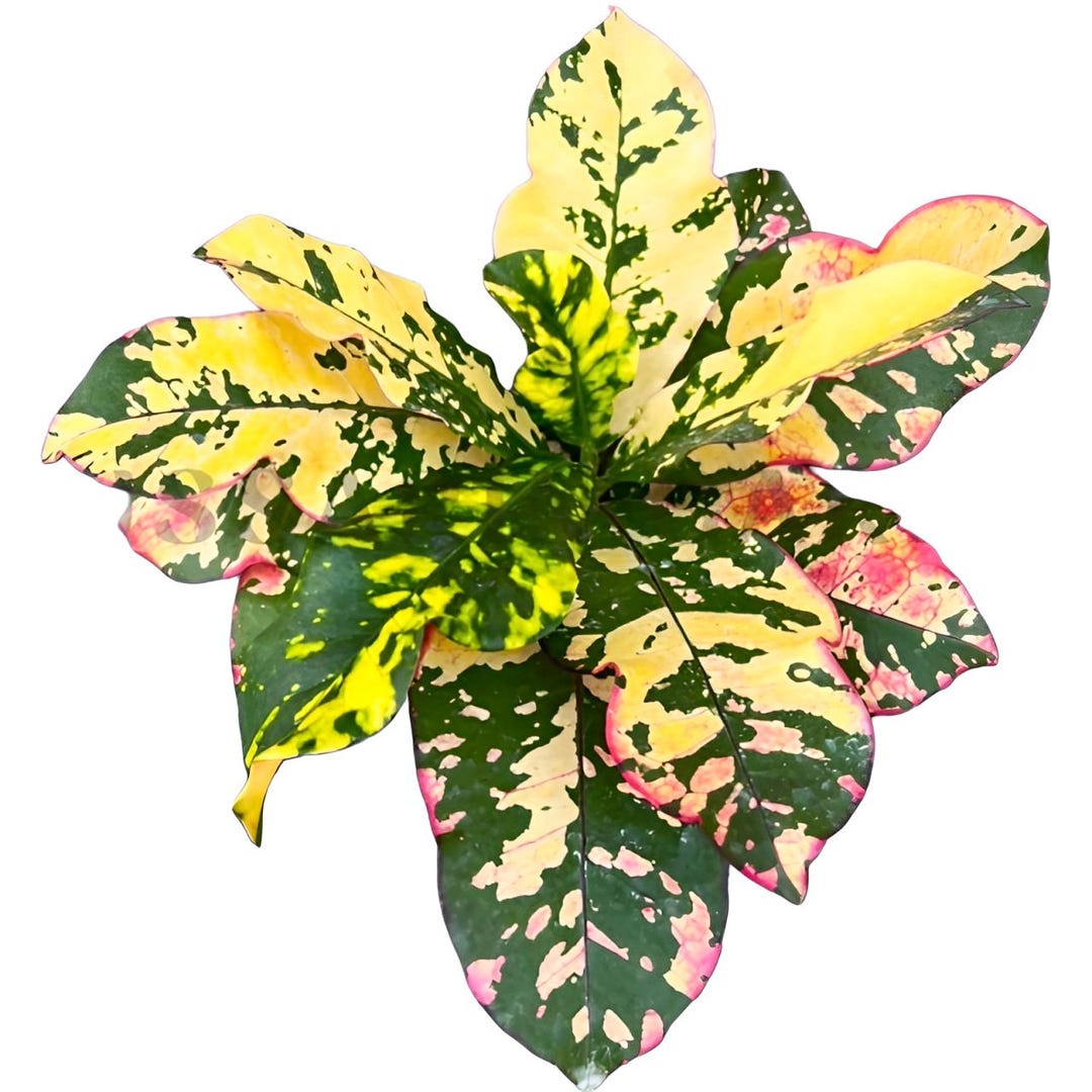 Croton ‘europa’ | Rare Ornamental Plant | Stunning Colorful Foliage | 4 ...