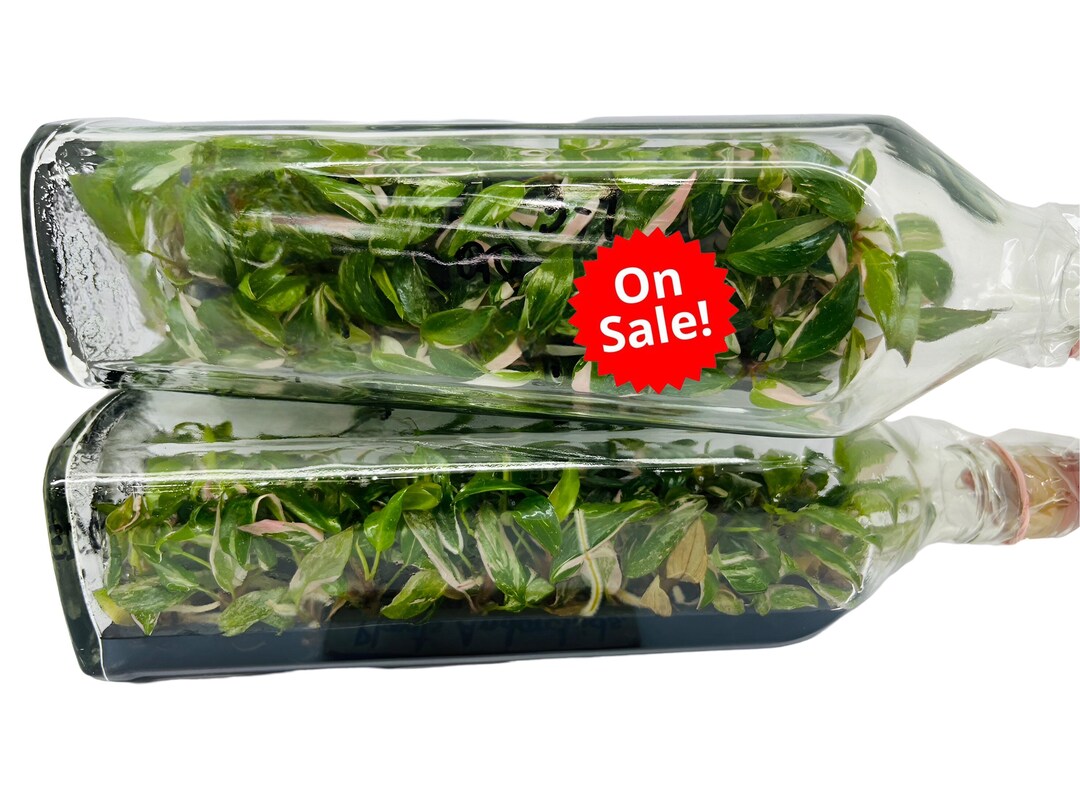 Philodendron Pink Princess Tissue Culture – 25 Plants / 1 Bottle ...