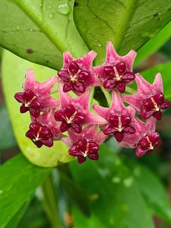 Lobbii Red hoya / Phyto Cer. random - Etsy