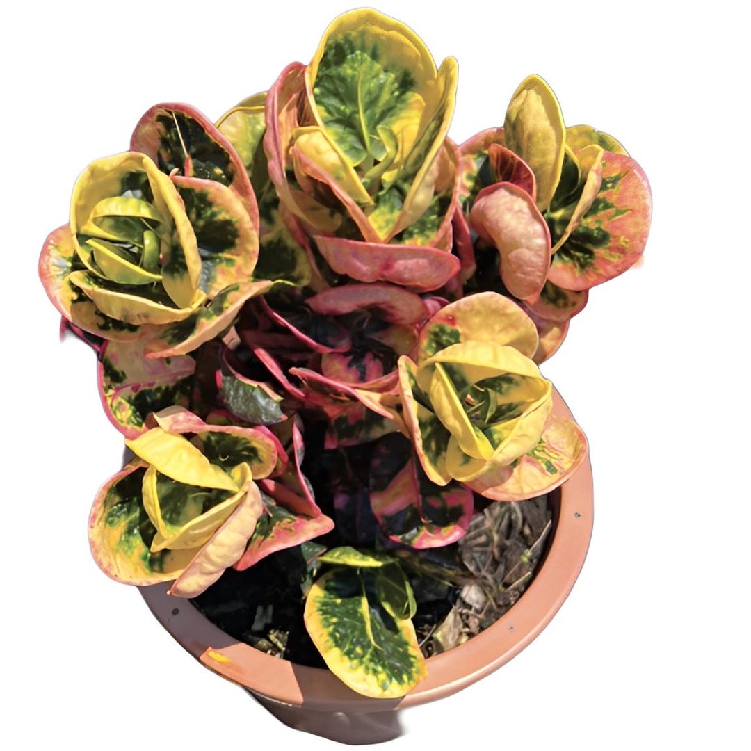 Croton ‘pink Lady’ | Rare Ornamental Plant | Stunning Pink & Green ...