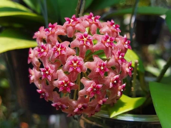 Kicki hoya / Phyto Cer. random - Etsy