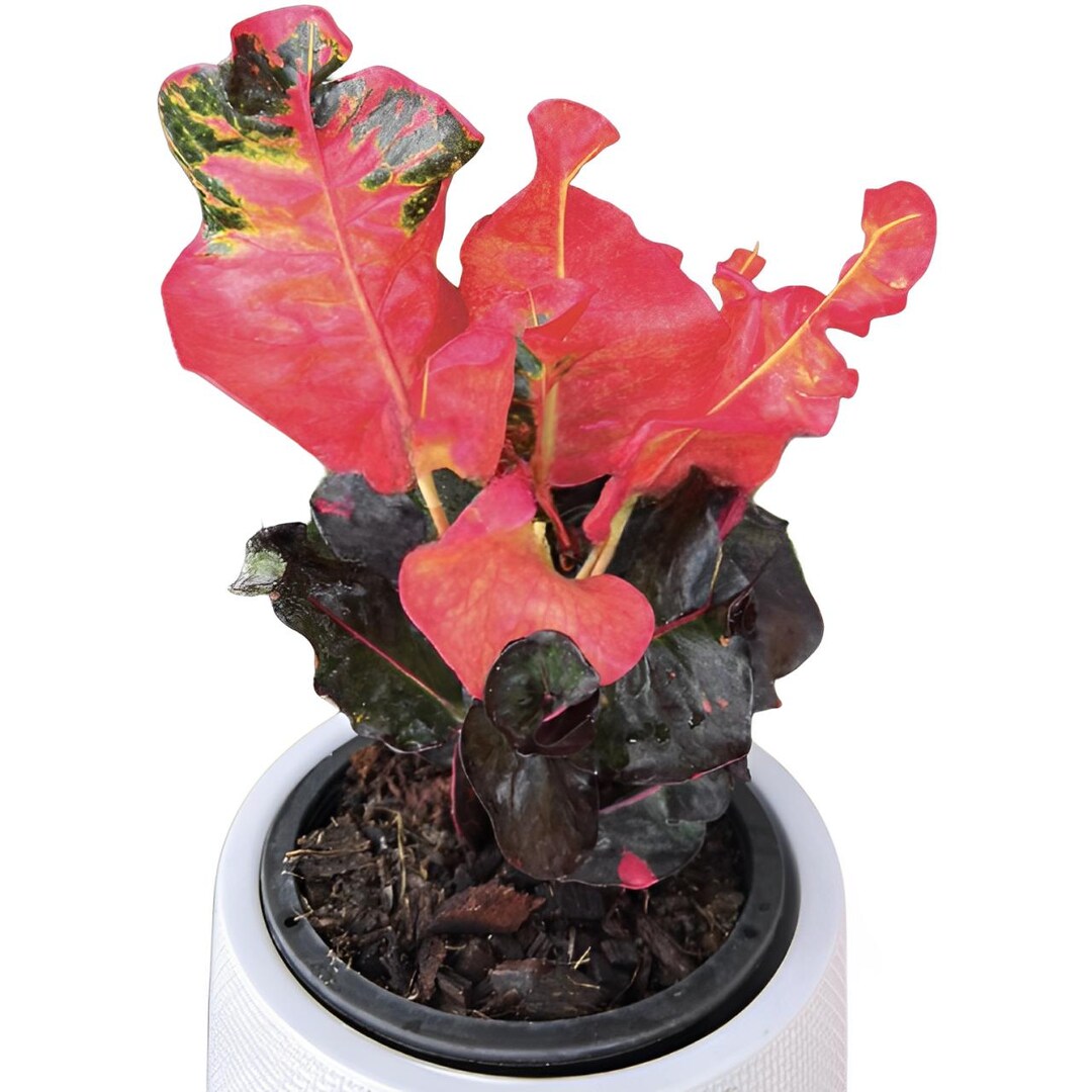 Croton ‘bangkok Niramit’ | Rare Thai Croton | Live Plant 4" Pot ...