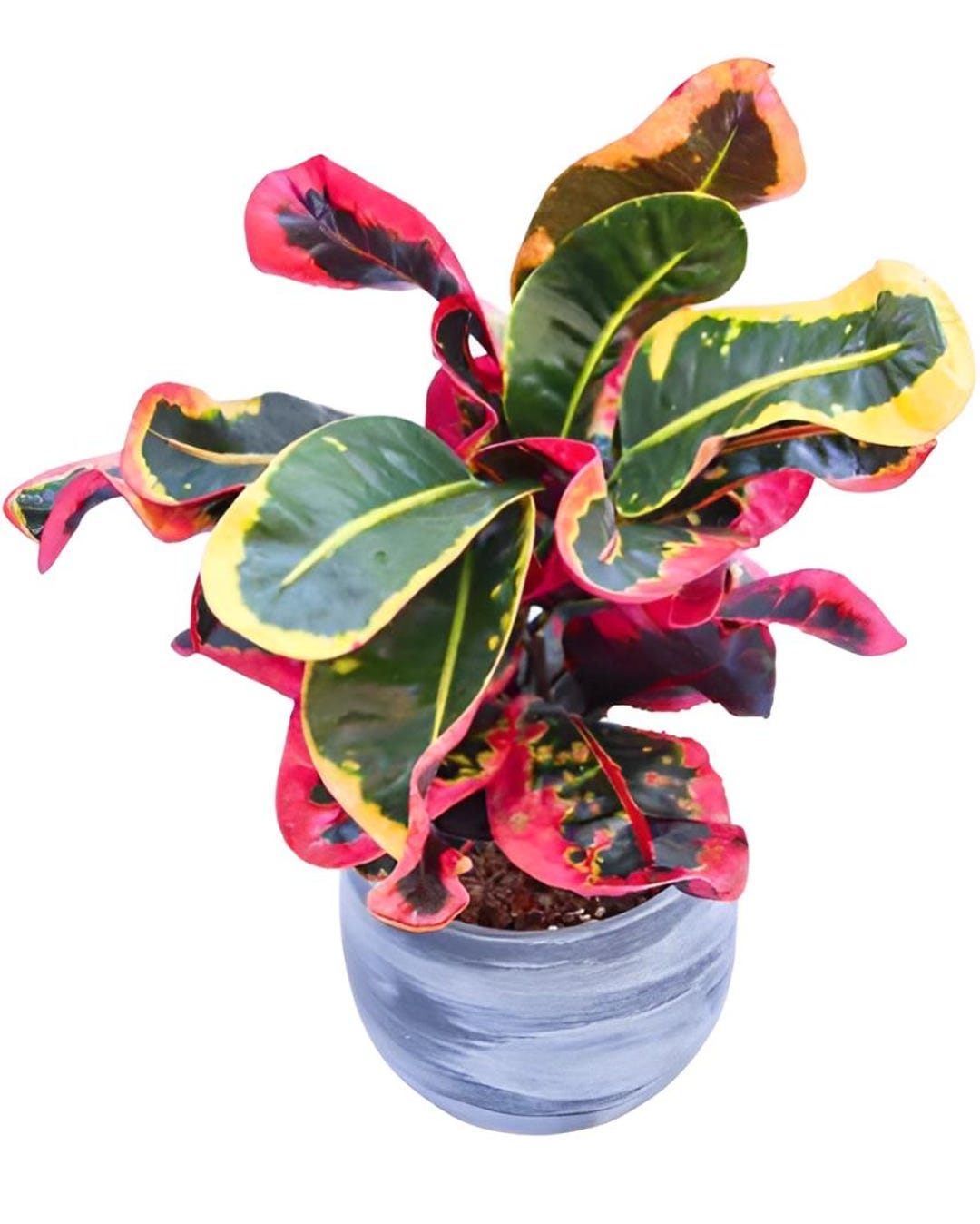 Croton ‘chok Udom Sap’ | Rare Ornamental Plant | 4" Pot | Live Plant ...