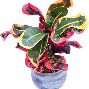 Croton ‘chok Udom Sap’ | Rare Ornamental Plant | 4" Pot | Live Plant ...