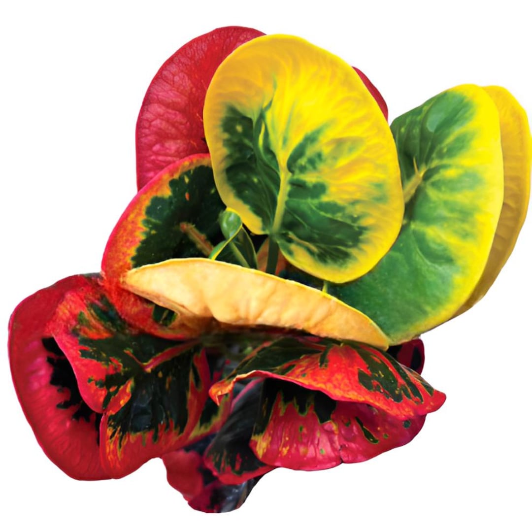 Croton ‘hua Jai Thotsakan’ | Rare Thai Ornamental Plant | Unique Heart ...