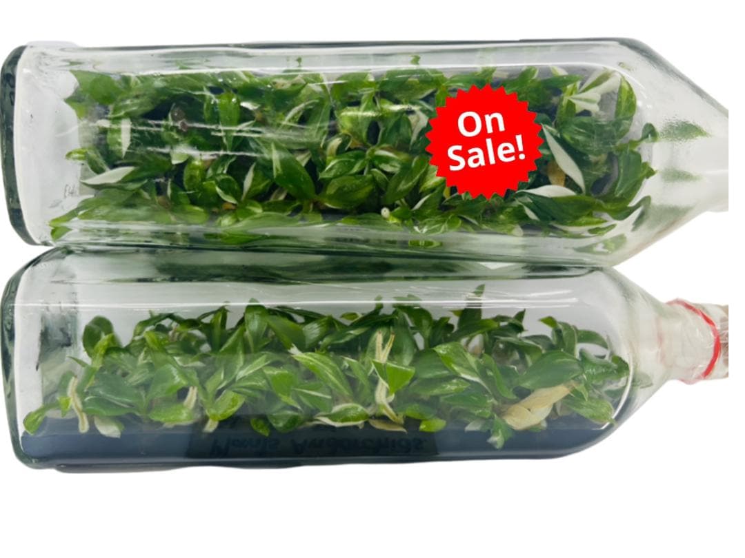 Philodendron White Knight Tissue Culture – 25 Plants / 1 Bottle ...