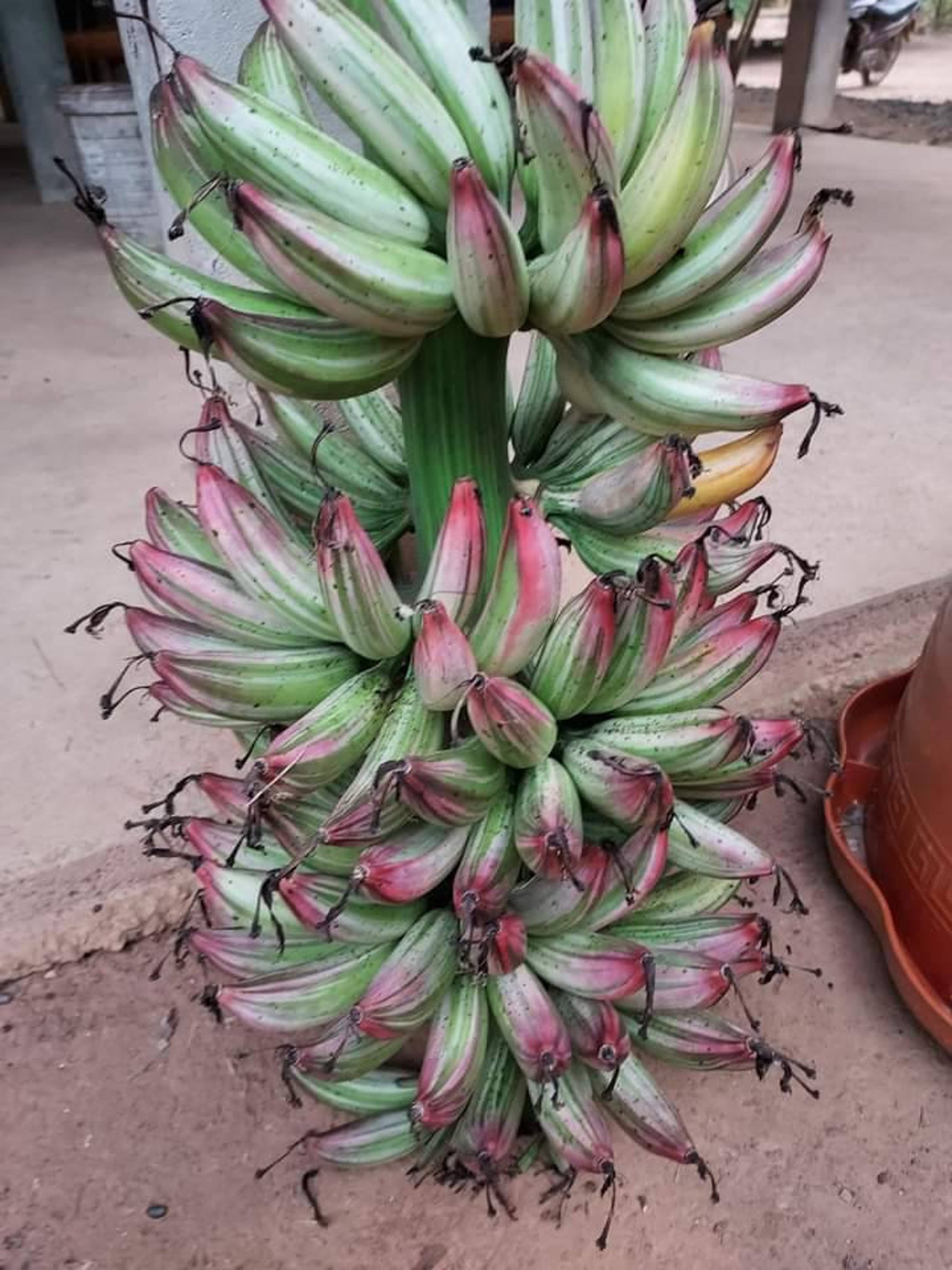 Nono Banana Variegated TC. musa / Phyto Cer. random - Etsy
