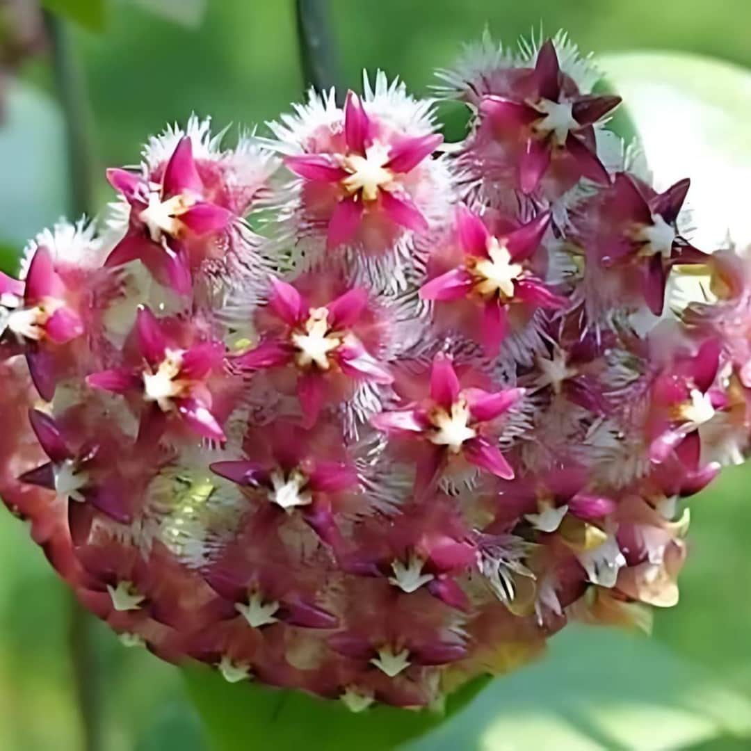 Mindorensis Purple (hoya) / Phyto Cer. (random) - Etsy