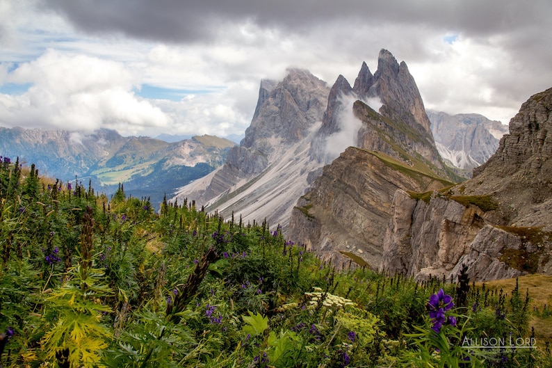 Seceda Wildflowers Italian Dolomites wildflower Wilderness Alpe Di ...