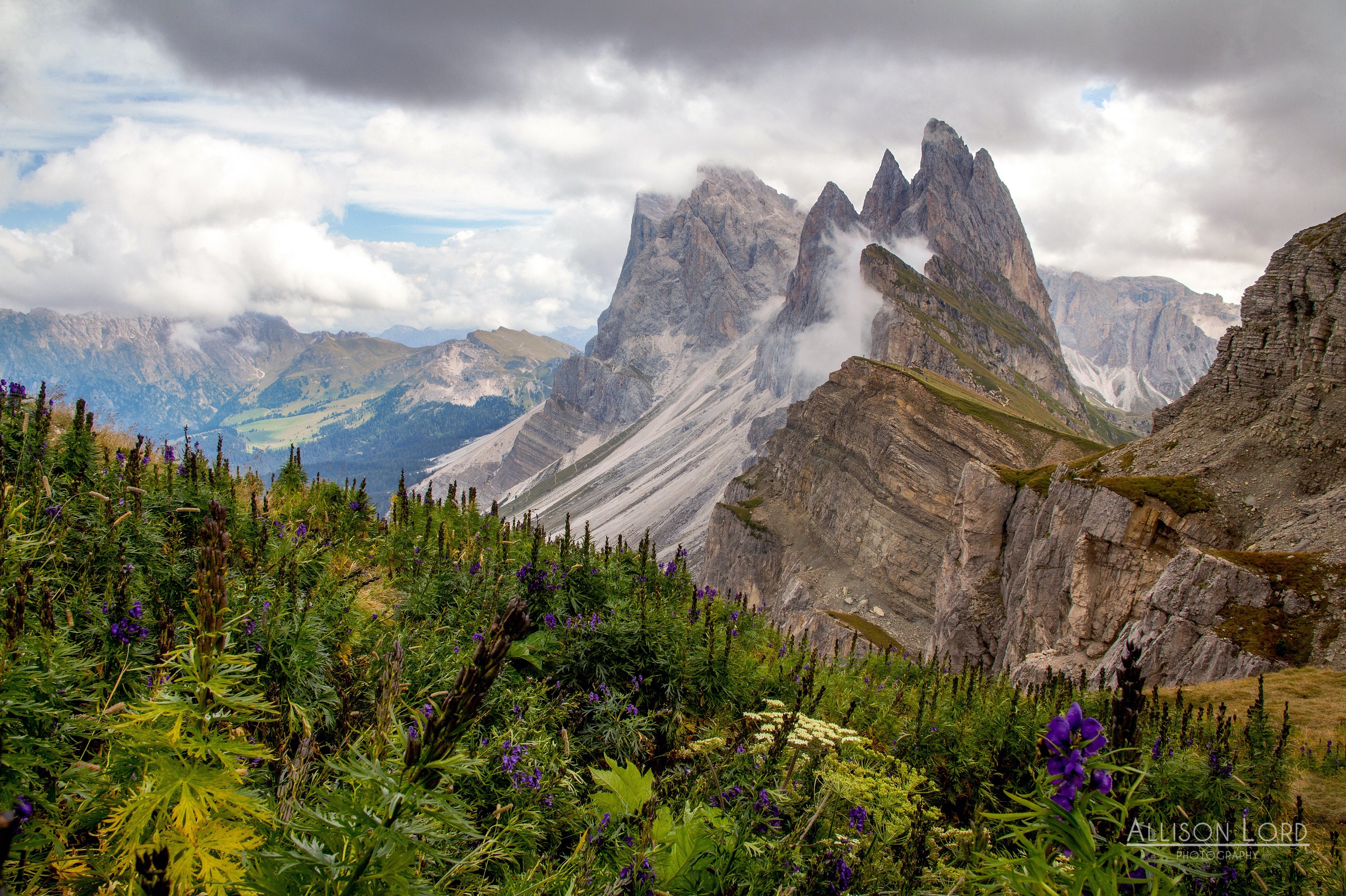 Seceda Wildflowers Italian Dolomites wildflower Wilderness Alpe Di ...