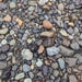 10lbs Assorted Bulk PNW River Rocks - Gardening, Landscaping, Decor - Etsy