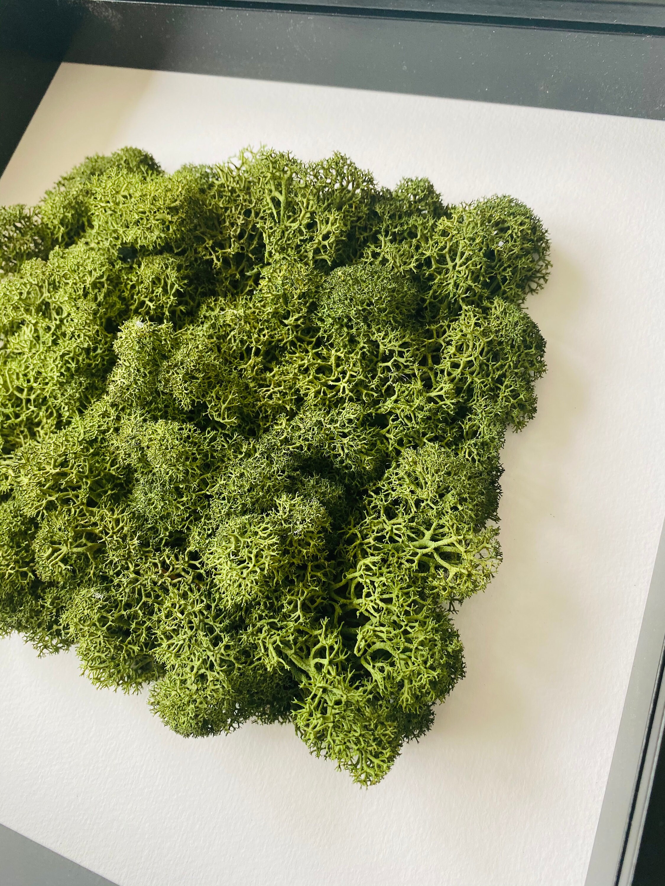 Framed Moss Art Moss Wall Art Wall Decor Home Decor | Etsy