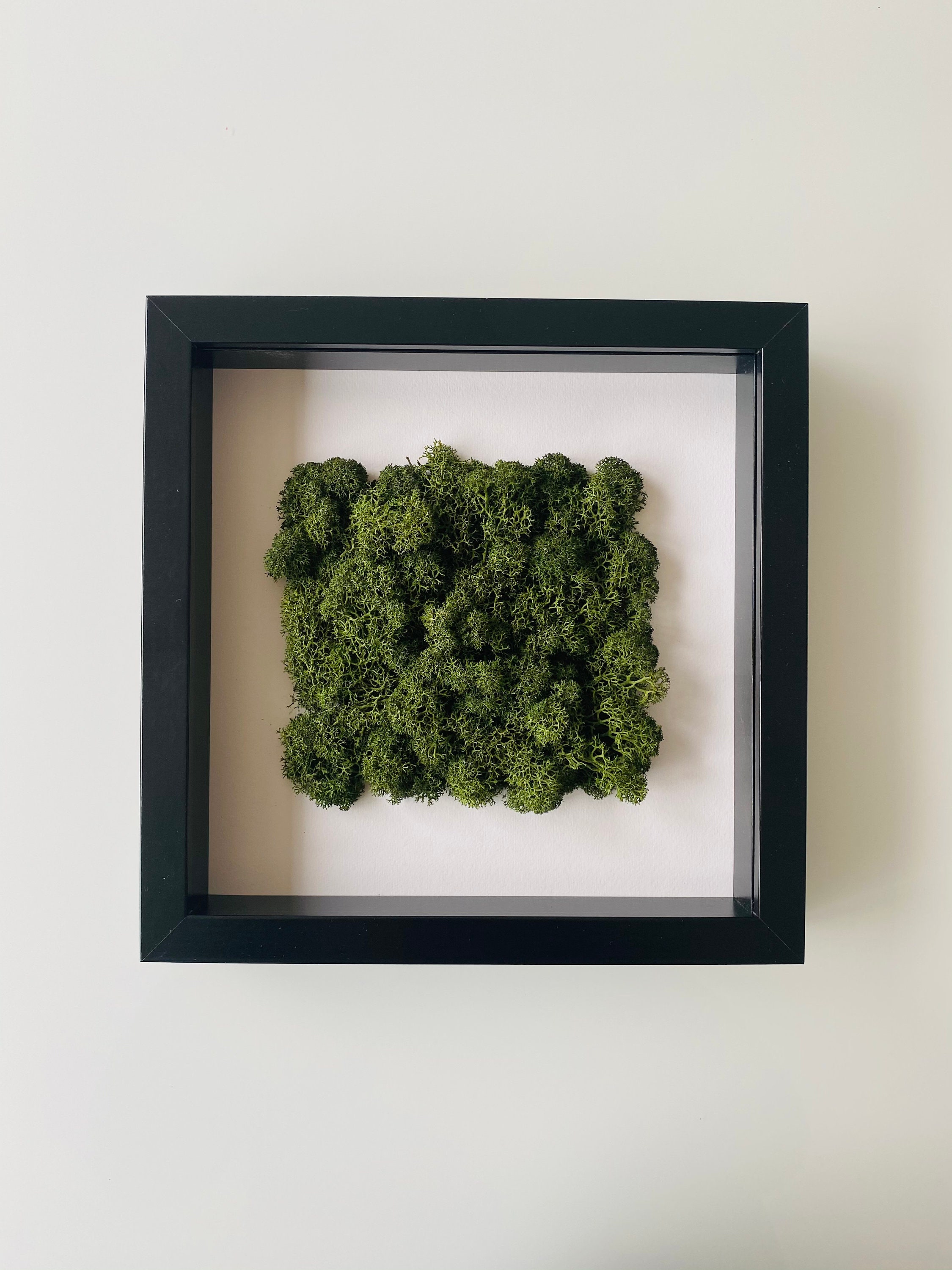 Framed Moss Art Moss Wall Art Wall Decor Home Decor | Etsy