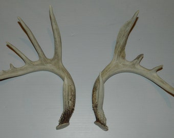 Real deer antlers | Etsy