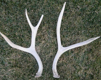 Real deer antlers | Etsy