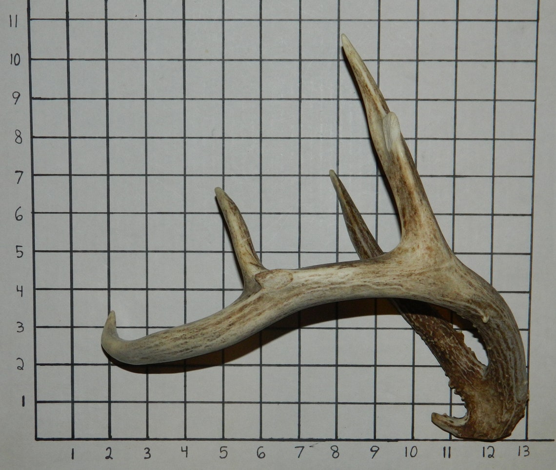 Real Whitetail Deer Buck Antler 5 PT Point Shed Authentic Natural ...