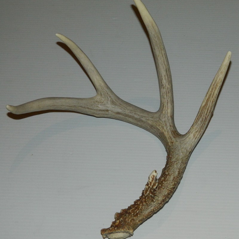 Real Deer Antlers - Etsy